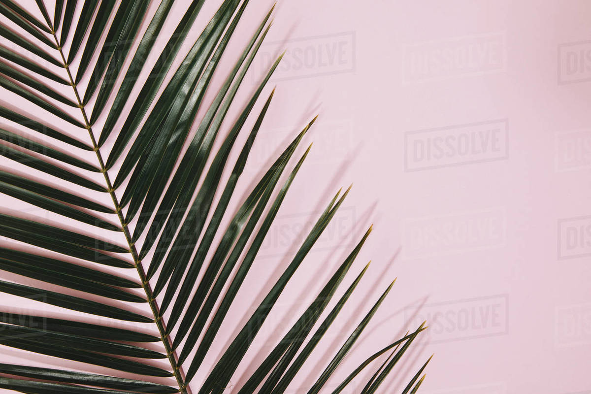 Top view of palm branch on pink surface - Royalty-free Stock Photo ...