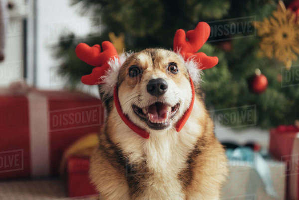 Cute welsh corgi dog in deer horns on christmas - Royalty-free Stock ...