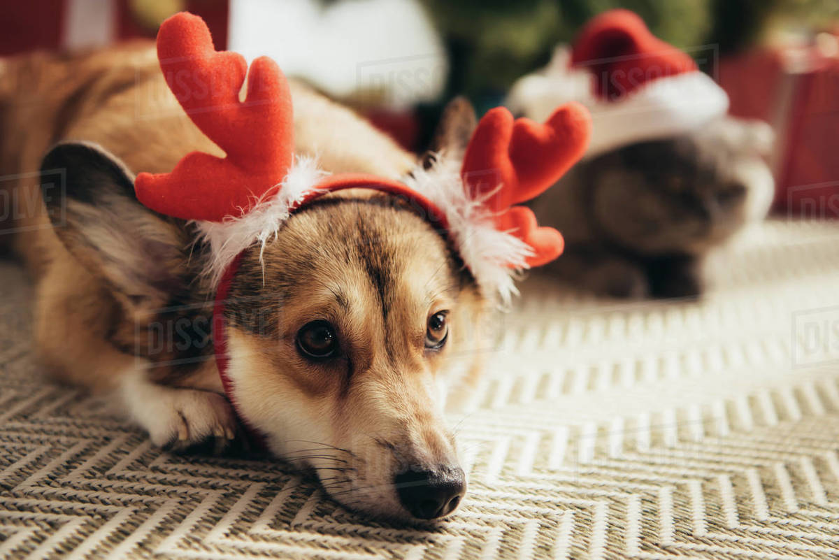 Welsh corgi dog in deer horns and cat in santa hat on christmas ...