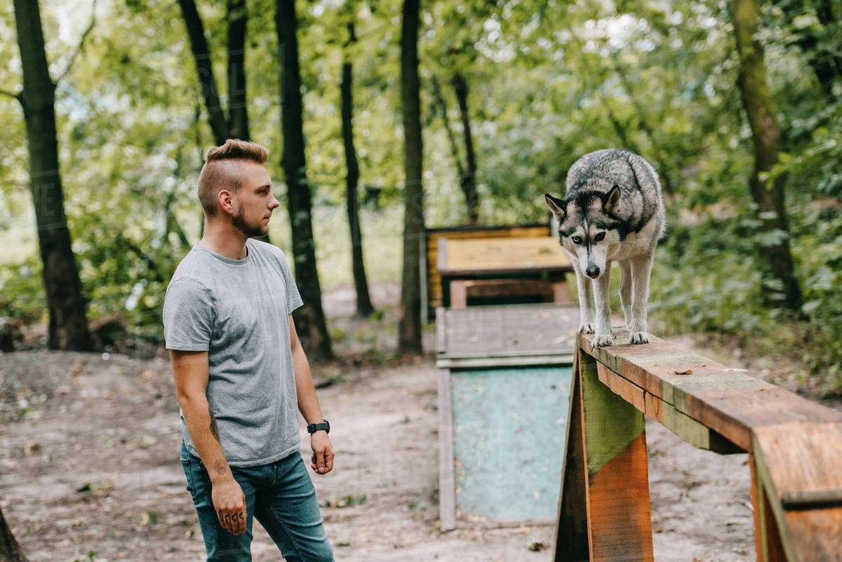 Cynologist training with husky on dog walk obstacle in park - Royalty ...