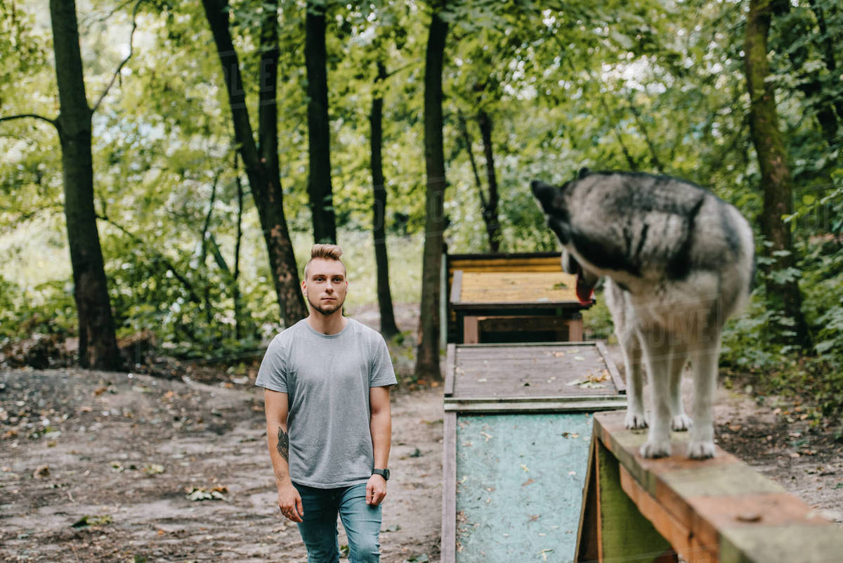Agility trainer with obedient husky dog on walk obstacle - Stock Photo ...
