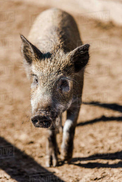 Selective focus of adorable grey piglet walking in corral at farm ...