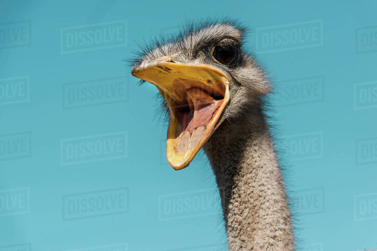 Beautiful ostrich with open beak against blue sky - Royalty-free Stock ...