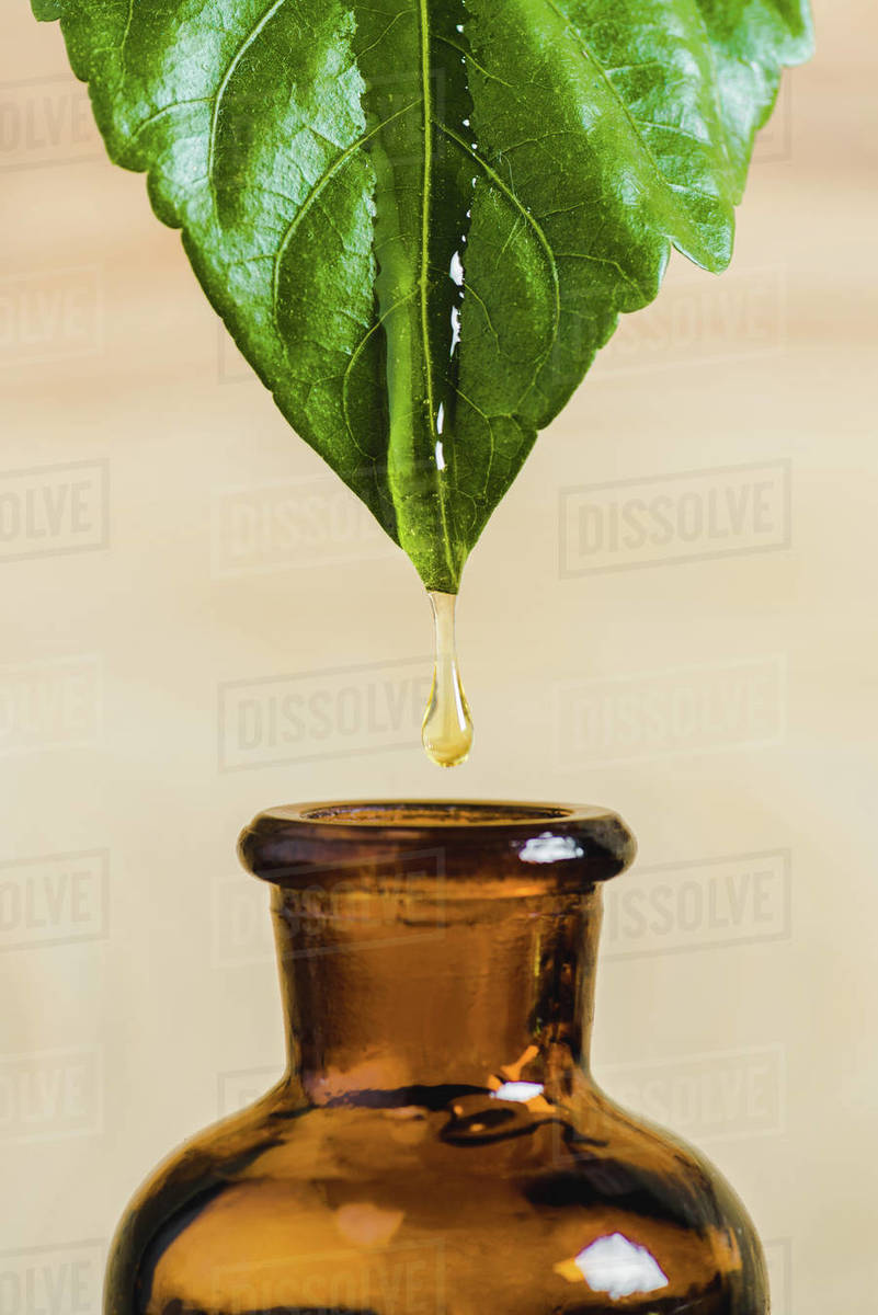 essential oil dripping from leaf into glass bottle isolated on beige ...
