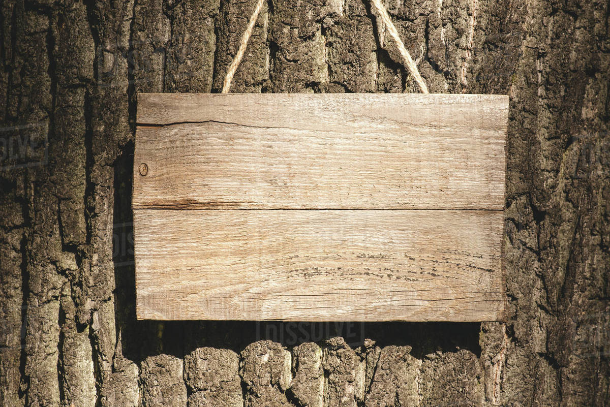empty wooden board hanging on grey bark of tree - Royalty-free Stock ...