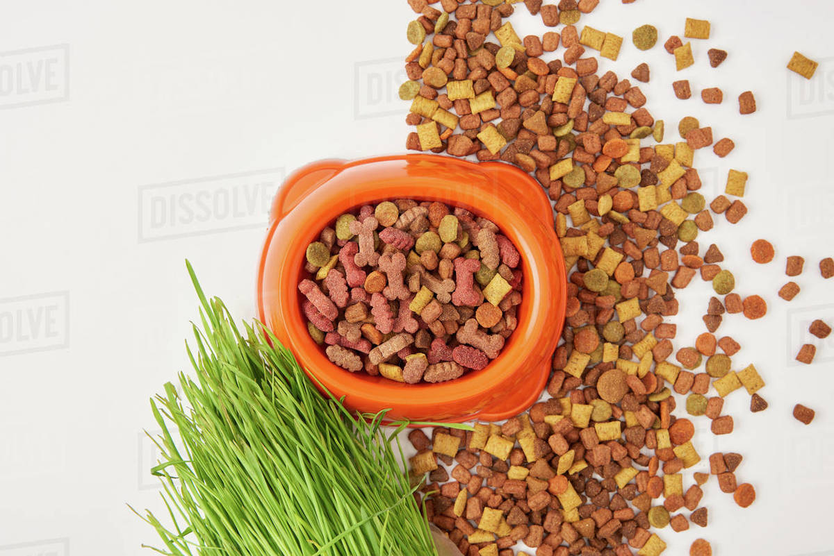 Top view of arranged grass, pile of pet food and plastic bowl on white ...