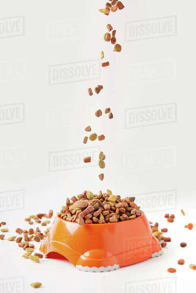 Close up view of dog food granules falling into plastic bowl with pet ...