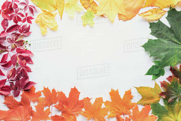 Top view of frame of autumnal leaves isolated on white - Royalty-free ...
