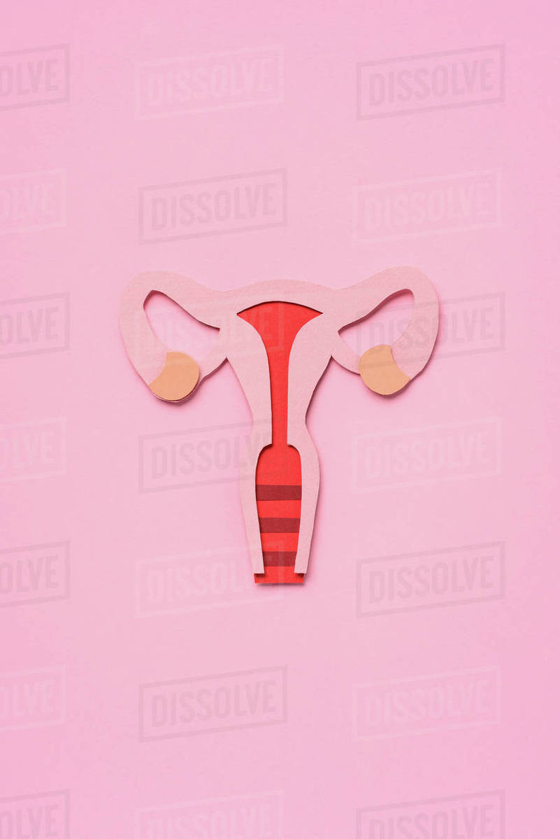 Elevated view of female reproductive system on pink - Royalty-free ...
