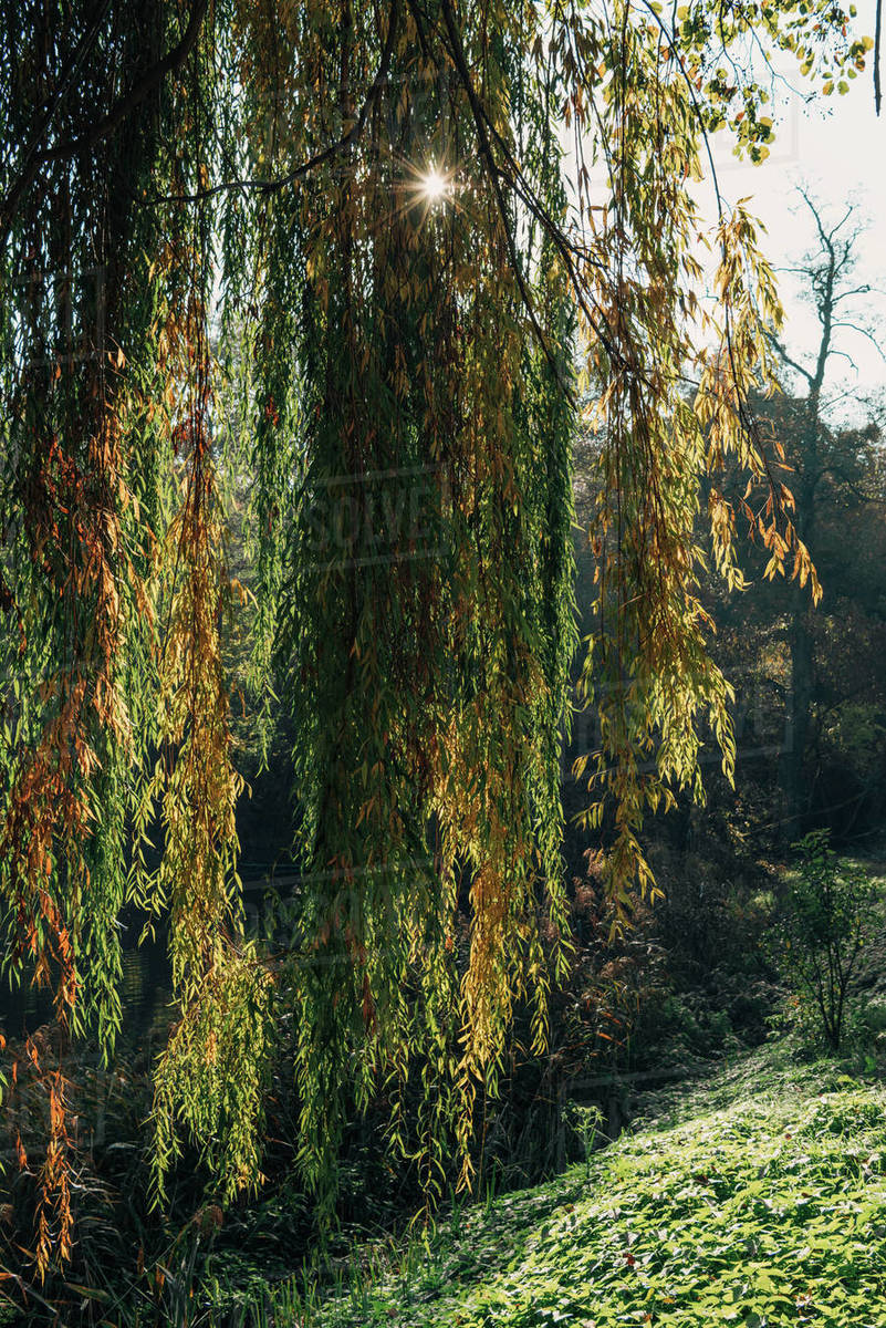 Sunshine through branches of weeping willow tree in forest - Royalty ...