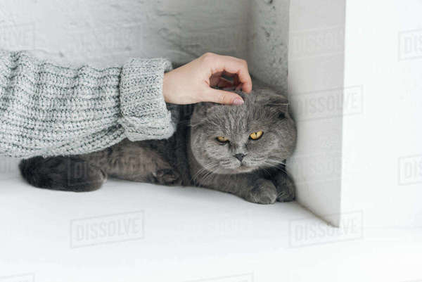 Cropped shot of girl petting grey cat while he sleeping on windowsill ...