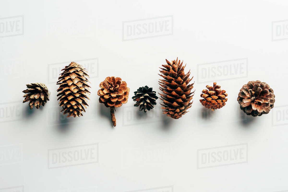 Top view of pine cones arranged on white backdrop - Stock Photo - Dissolve