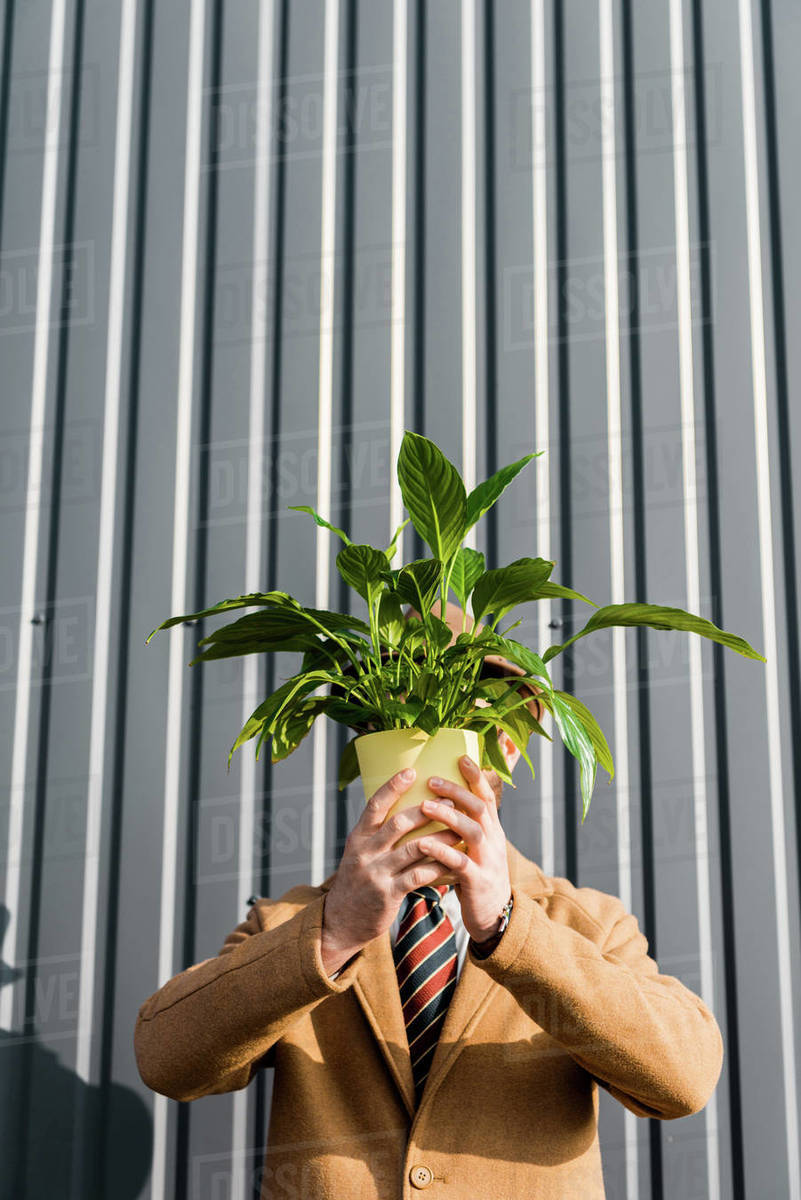 Man with obscure face holding green plant in pot near wall - Royalty ...
