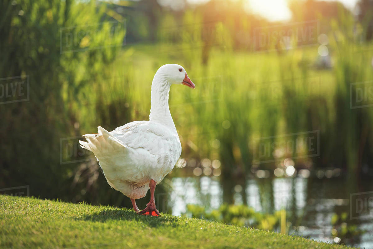 White goose walking on green grass near lake in sunlight - Royalty-free ...