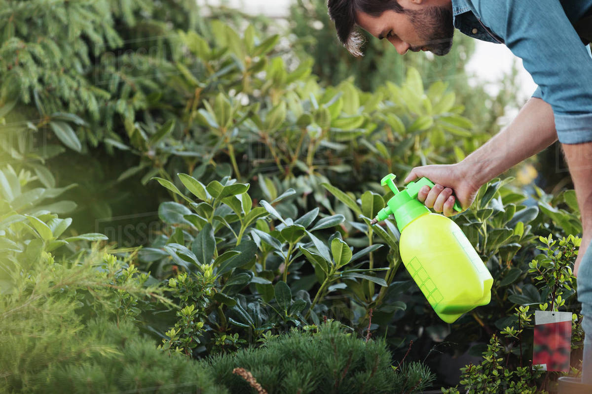 Side view of gardener spraying plants while working in garden - Stock ...