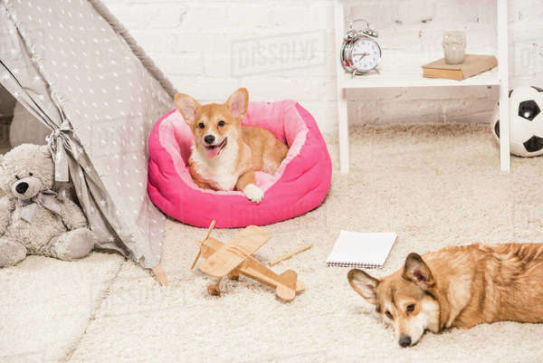Adorable welsh corgi dogs resting in soft pet house and on fluffy rug ...