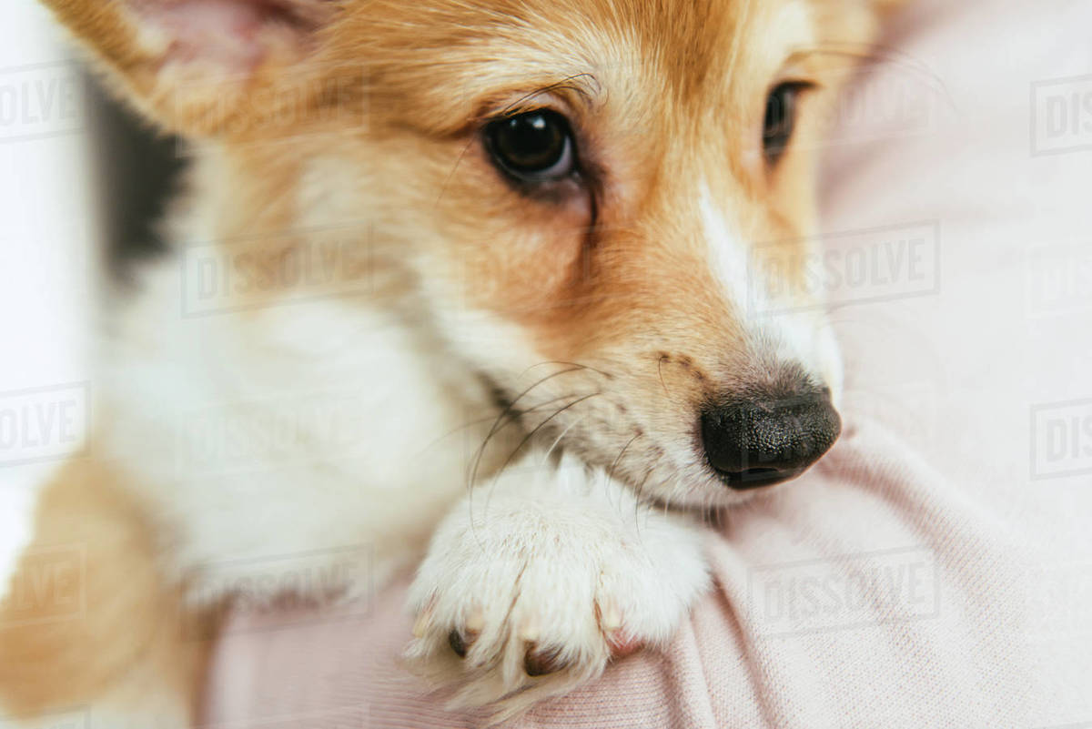 Portrait of adorable welsh corgi pembroke on woman hands - Royalty-free ...