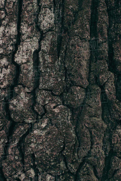 Full frame of dark tree bark texture as background - Stock Photo - Dissolve