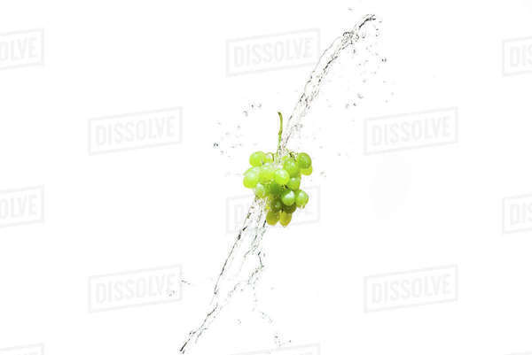 Fresh grapes in water splashes isolated on white - Stock Photo - Dissolve