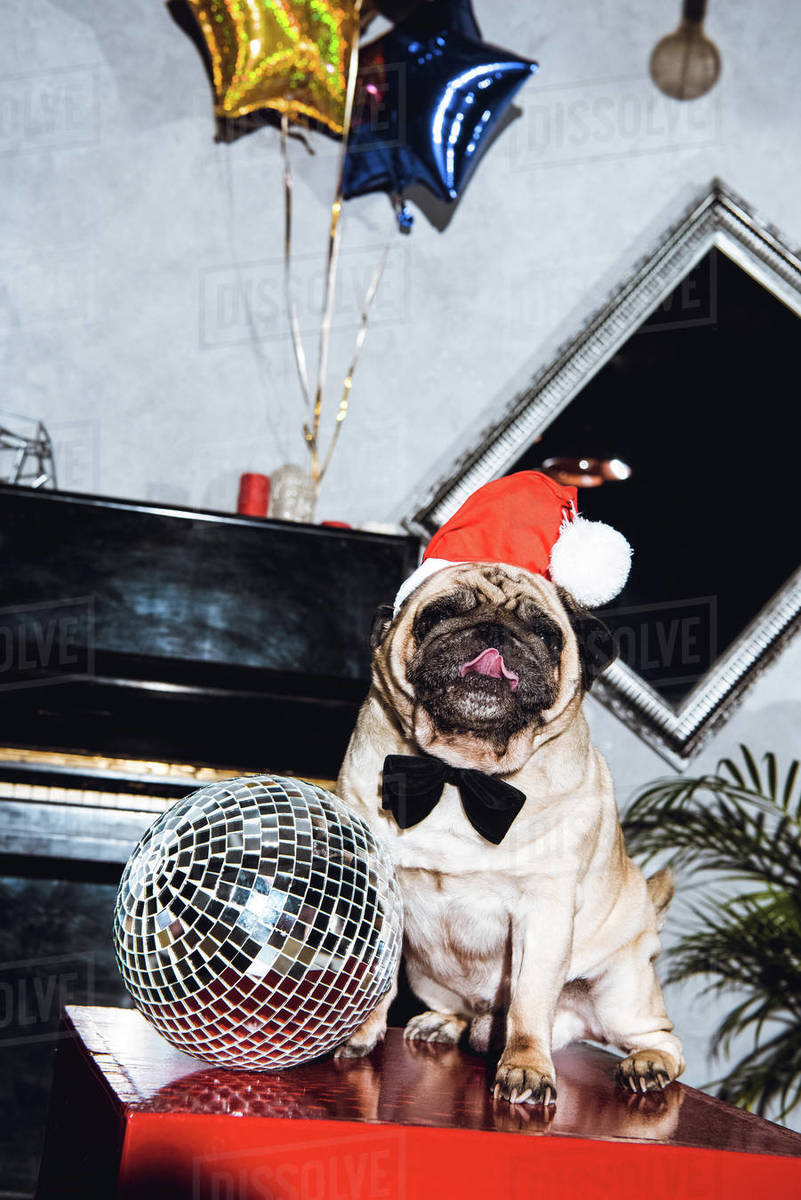 Adorable pug puppy in Santa hat with disco ball sitting on red cube ...