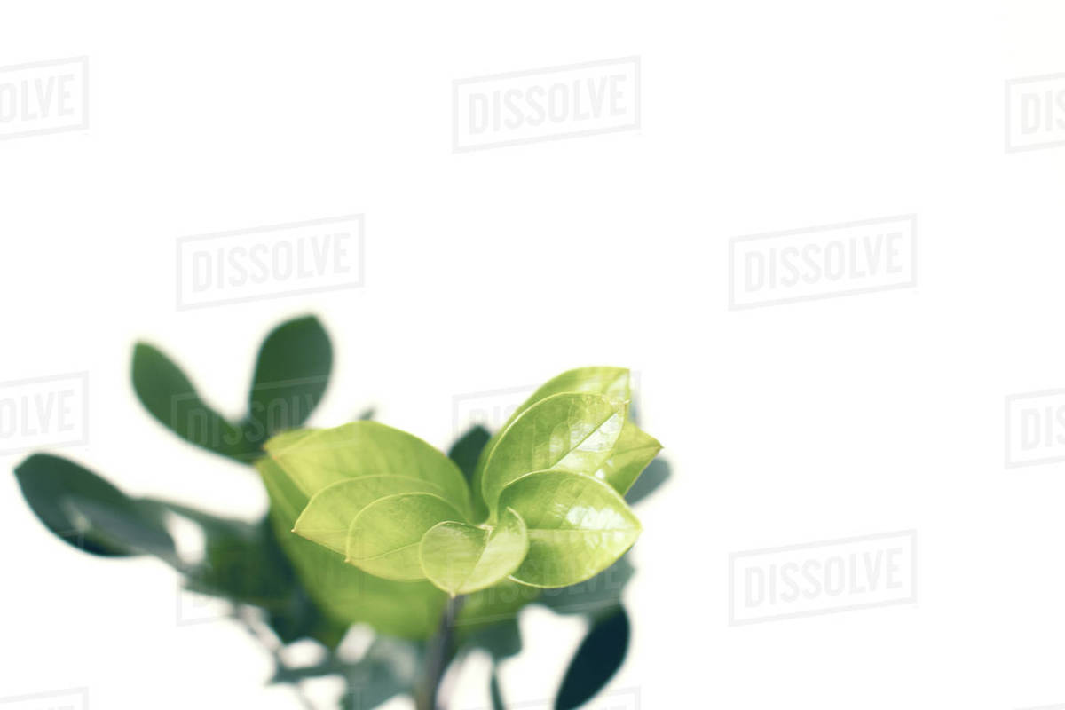 Selective focus of green focus plant, isolated on white with copy space ...