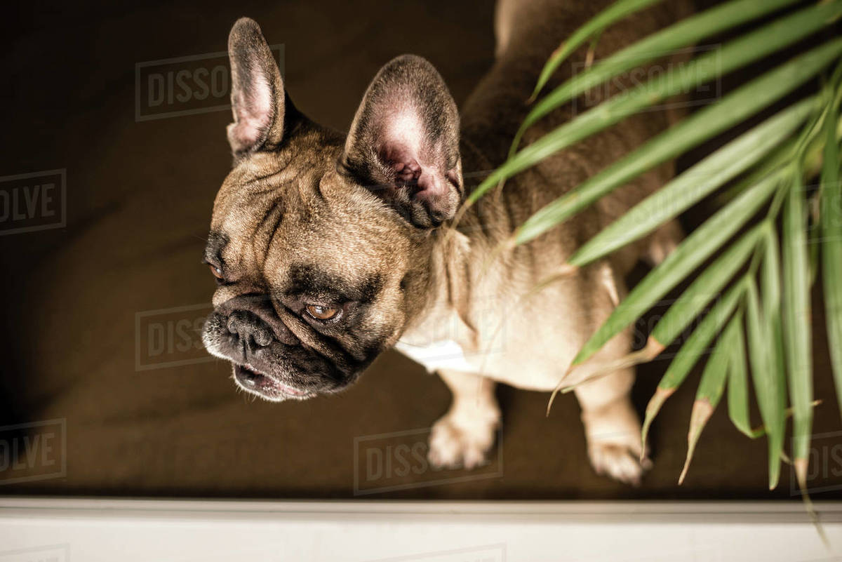 High angle view of adorable purebred French bulldog looking away ...