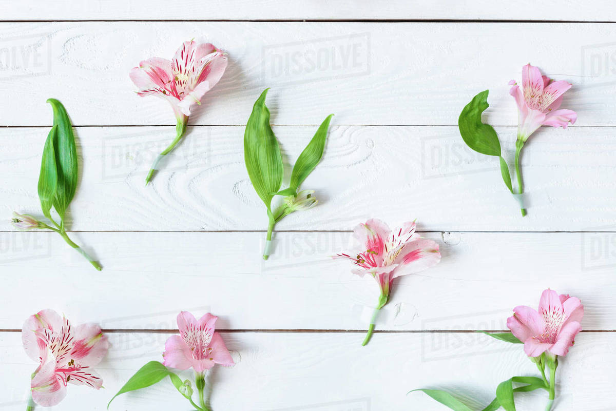 Top view of beautiful pink orchids with green leaves on wooden table ...