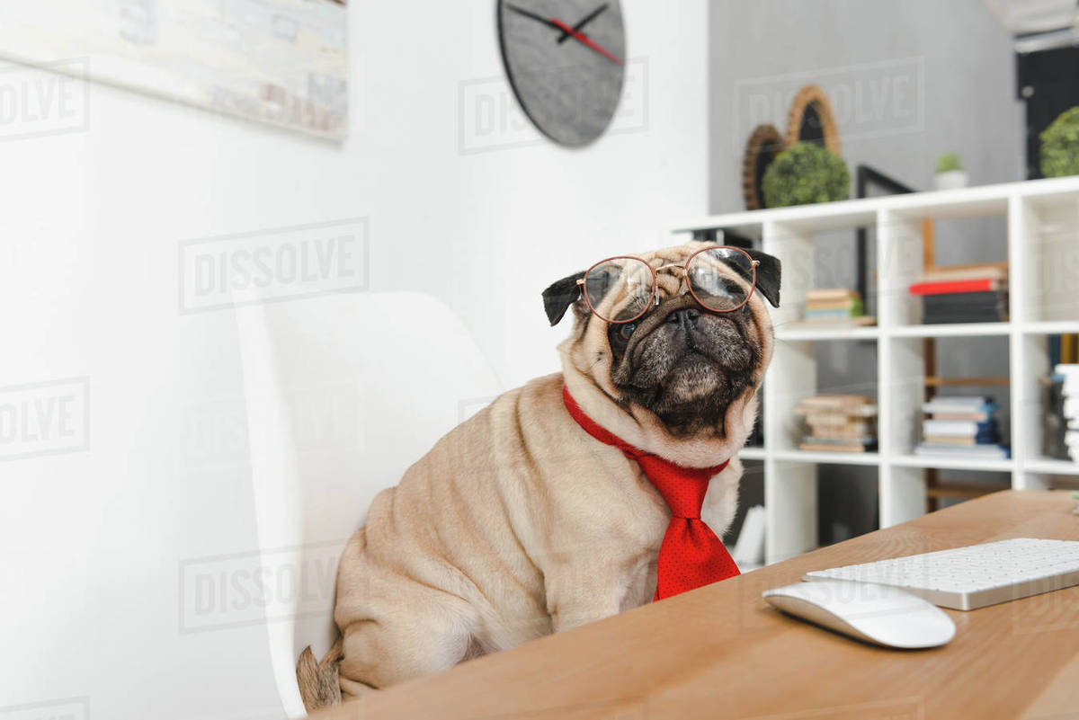 Funny business pug dog in eyeglasses sitting at workplace - Royalty ...