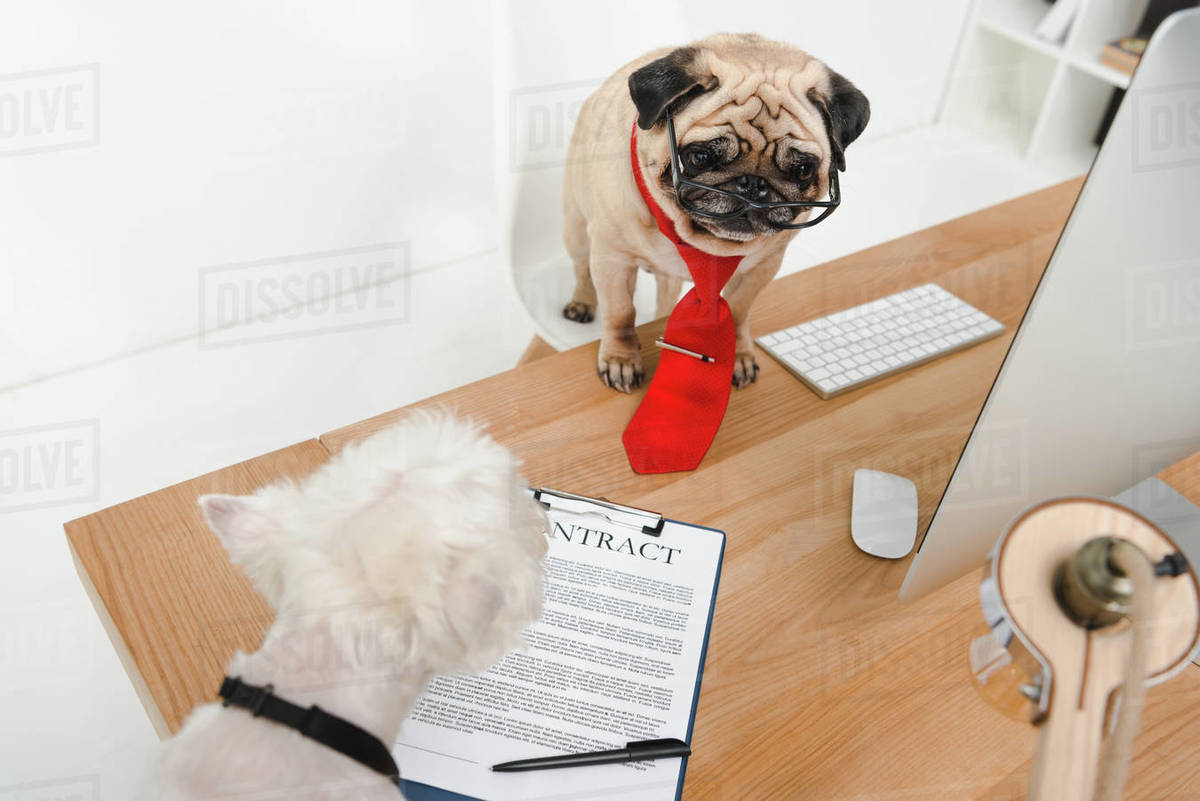 High angle view of two business dogs having conversation in office ...