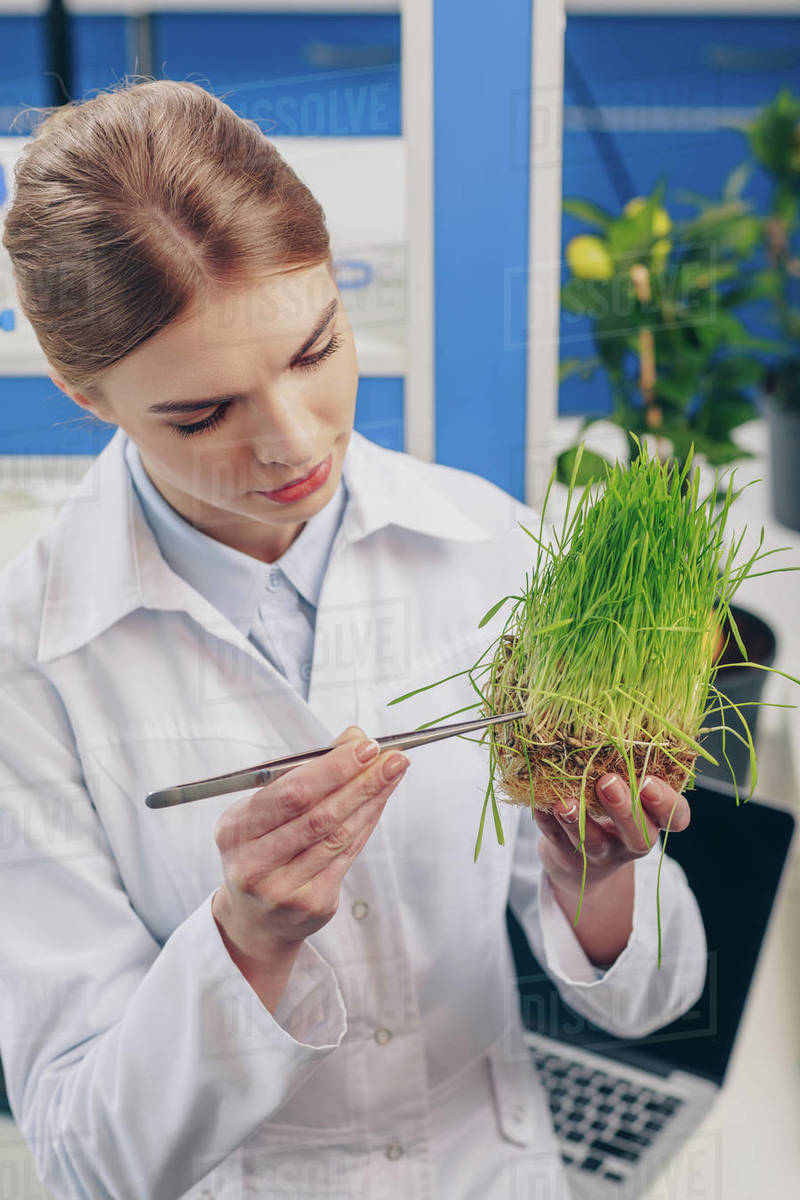 Attractive biologist working with grass and tweezers in laboratory ...