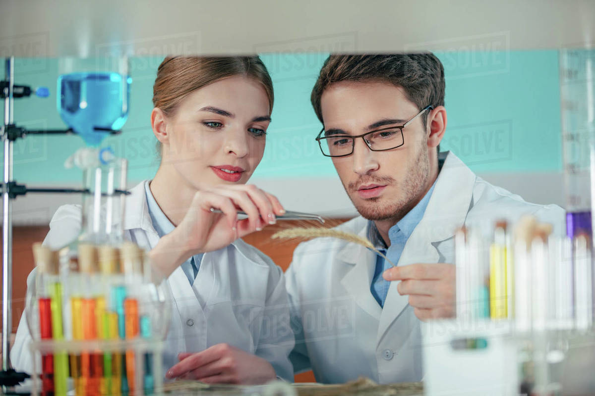Two young biologists working with wheat ear in lab - Royalty-free Stock ...