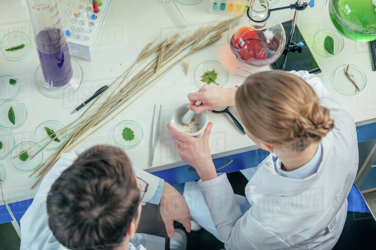 Overhead view of biologists working with plants and petri dishes in lab ...