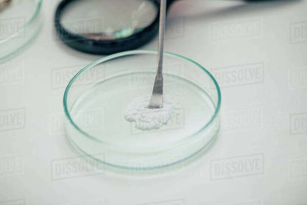 Close up view of powder reagent in petri dish in lab - Royalty-free ...