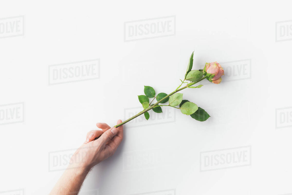 hand with pink rose isolated on white - Royalty-free Stock Photo | Dissolve