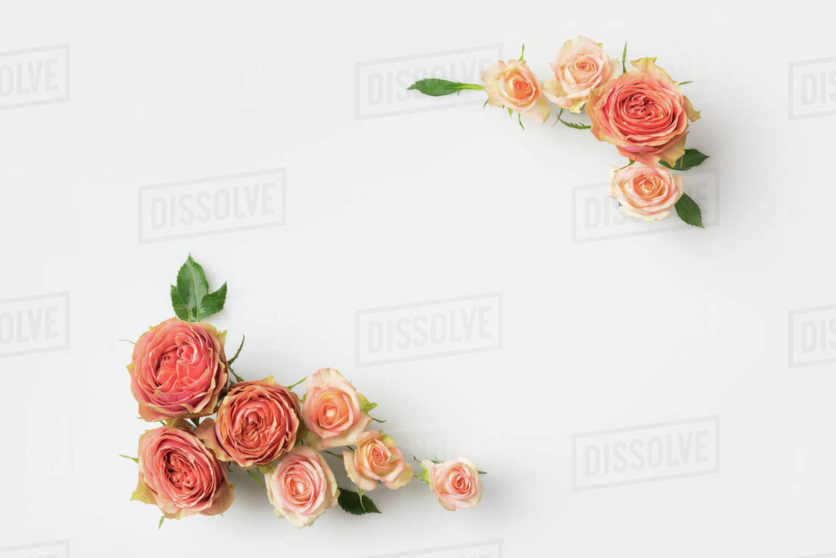 pink rose flowers frame isolated on white background with copy space ...