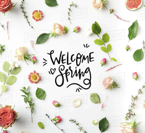 pink flowers, petals and figs aroung WELCOME SPRING lettering isolated ...
