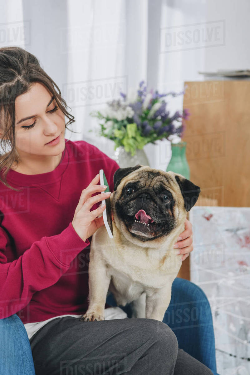 Cute pug listening to smartphone in female hands - Royalty-free Stock ...