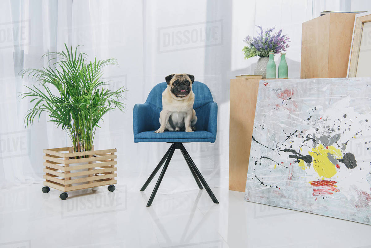 Cute pug sitting on chair at home - Stock Photo - Dissolve