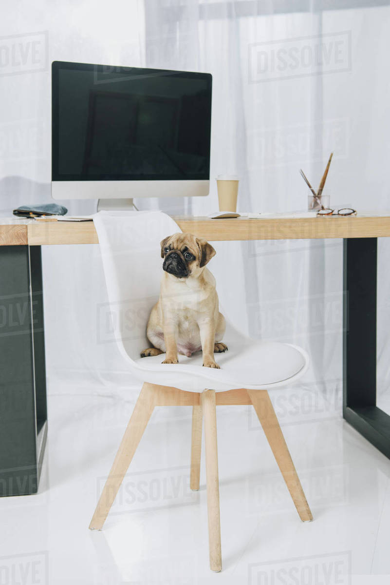 Cute pug sitting on chair in office - Stock Photo - Dissolve