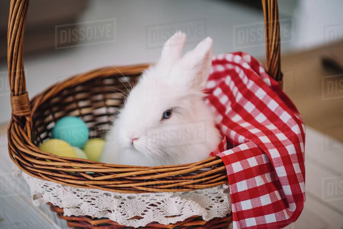 Adorable white easter rabbit sitting in basket with colorful eggs ...