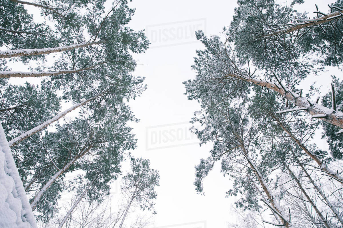Bottom view of trees covered with snow in forest - Stock Photo - Dissolve