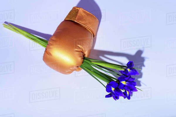 Top view of purple iris flowers in golden boxing glove - Stock Photo ...