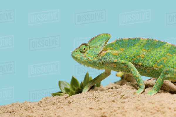 Side view of beautiful exotic chameleon on sand with succulents ...