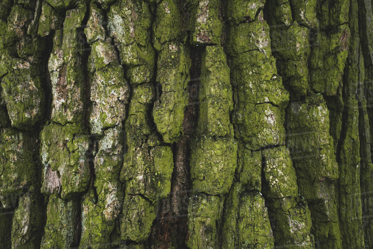 Cracked rough green tree bark background - Stock Photo - Dissolve