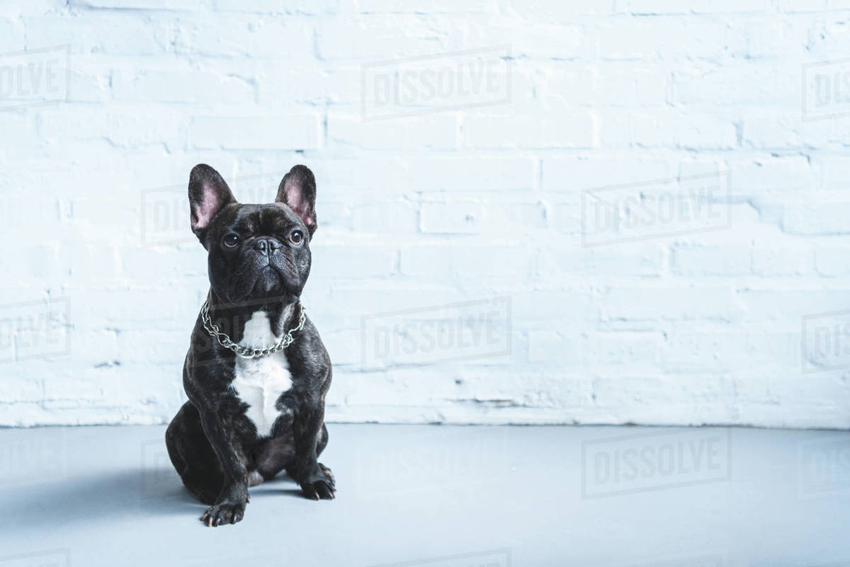Cute Frenchie dog sitting on the floor - Royalty-free Stock Photo ...