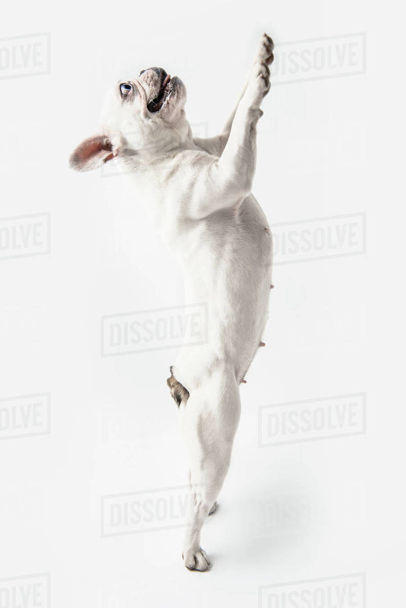 Side view of adorable French bulldog standing on paws and looking up ...