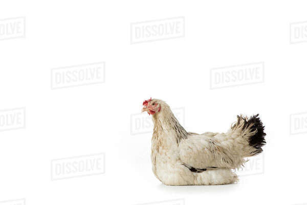 Full length view of beautiful white hen lying isolated on white - Stock ...