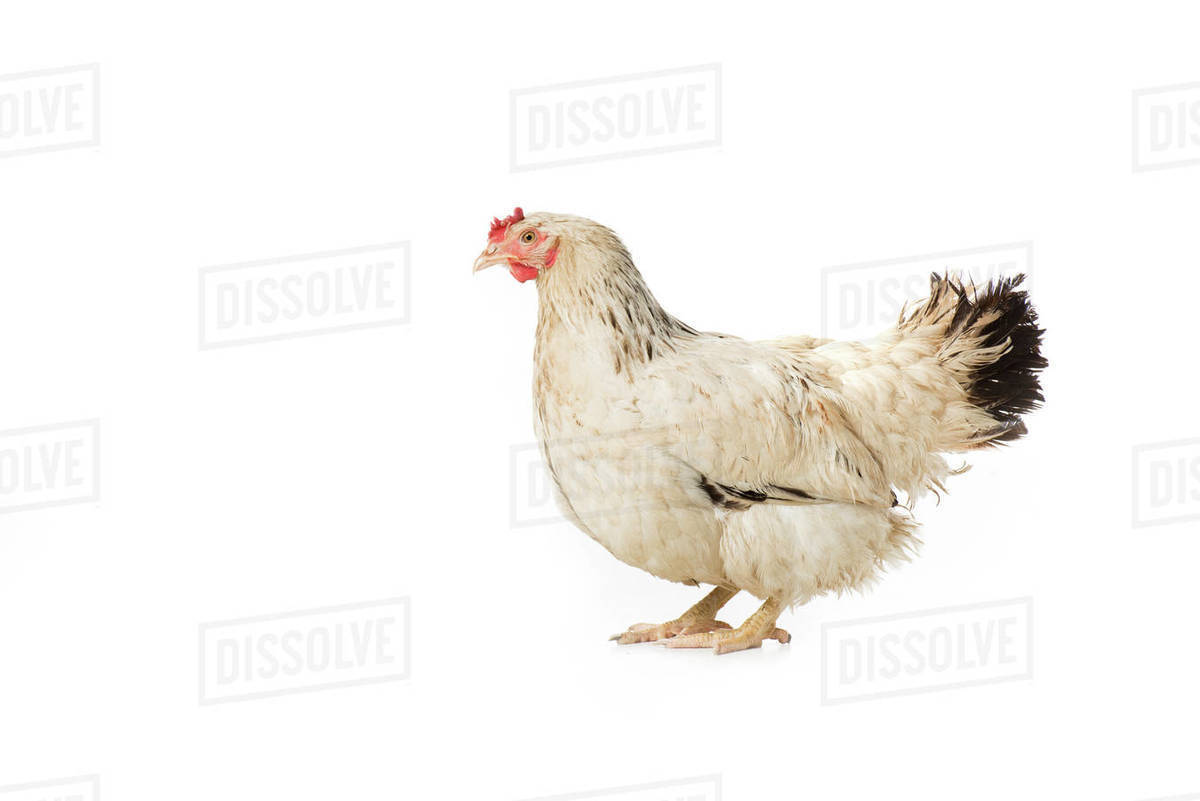 Full length view of beautiful white hen standing isolated on white ...