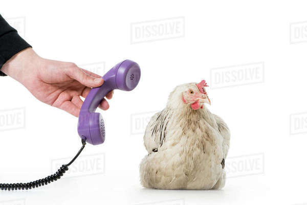 Cropped shot of person giving handset to chicken isolated on white ...