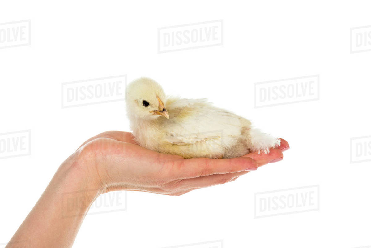 Cropped shot of woman holding cute chick in hand isolated on white ...